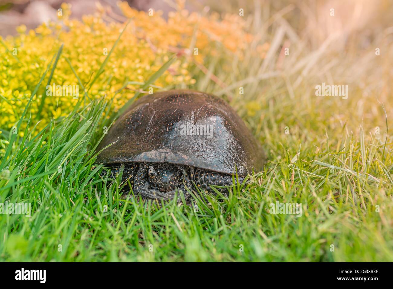 Green turtle species hi-res stock photography and images - Alamy