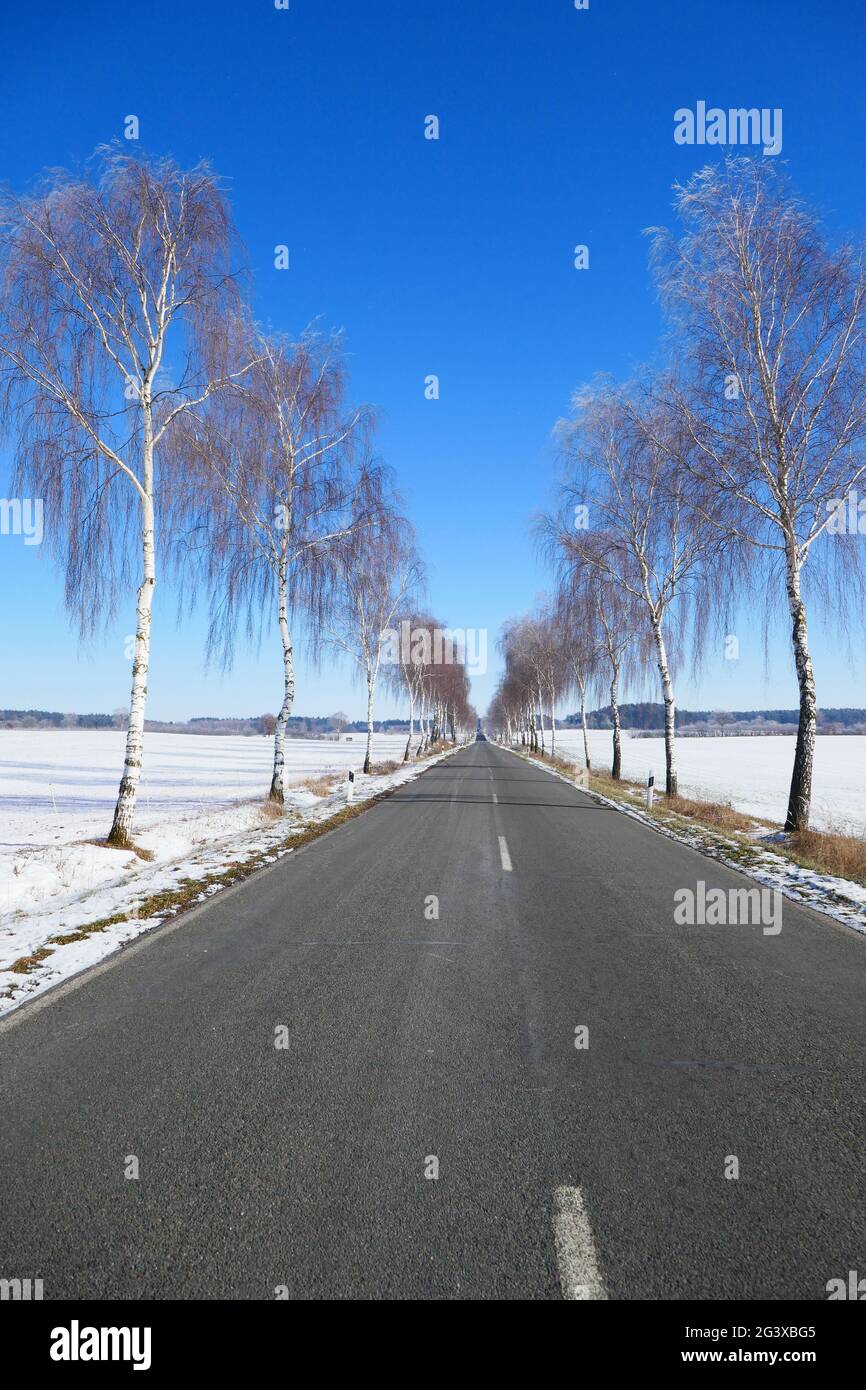 White birch plant roadside trees hi-res stock photography and images ...