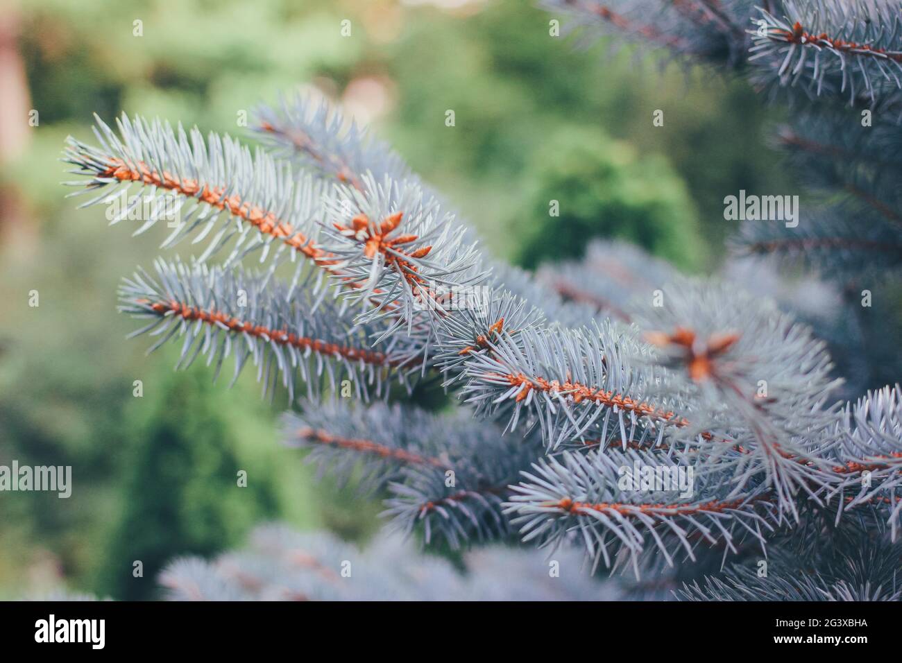 Blue European Fir tree close up. Fir tree branches nature background ...