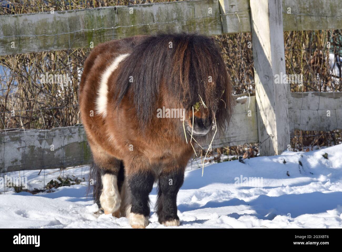 Pony pony hi-res stock photography and images - Alamy