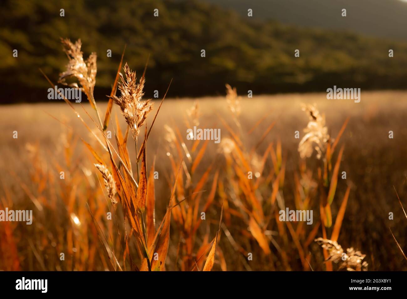 Tussock grassland hi-res stock photography and images - Alamy