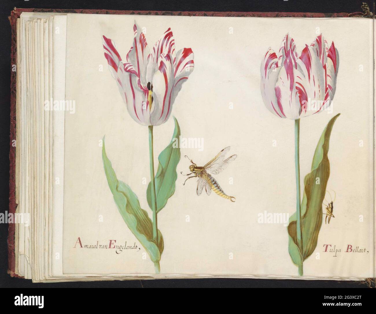 Two tulips with a piggling and grasshopper; Amaral of Englandt / Tulpa ...