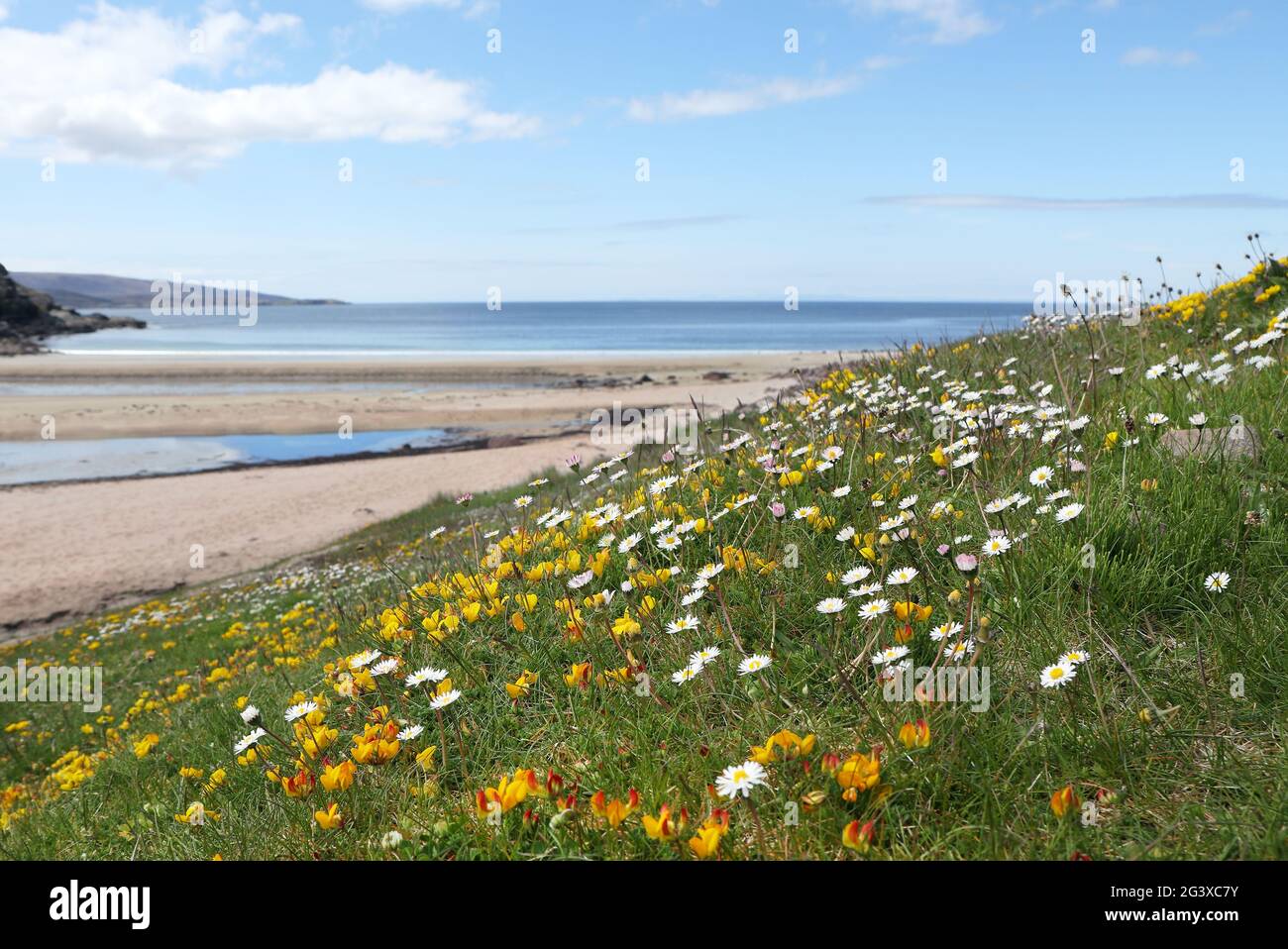 Daisy and Bird’s-foot Trefoil Flowers Growing on Machair Grassland ...