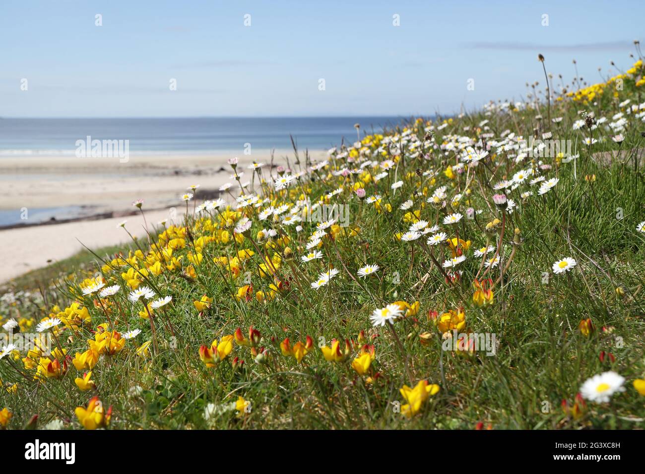 Wild flowers scotland coast hi-res stock photography and images - Alamy