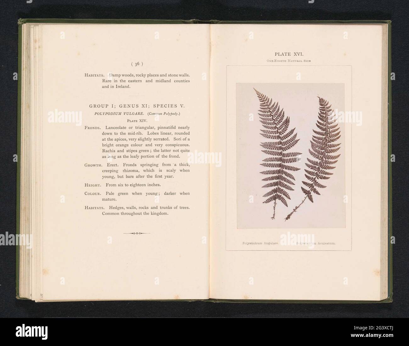 Two types of ferns hi-res stock photography and images - Alamy