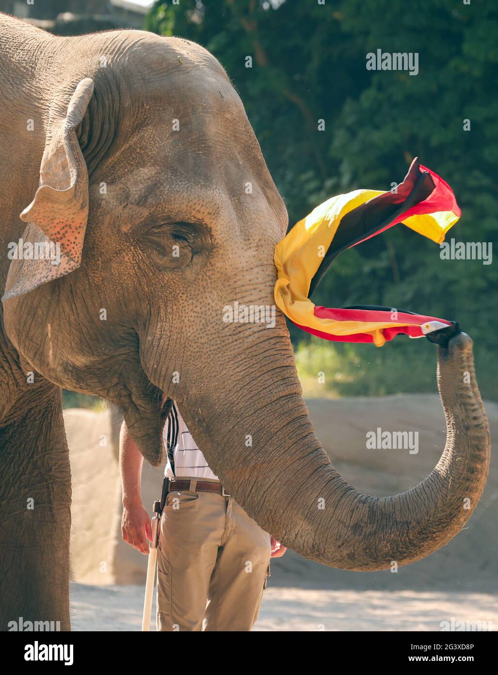 Dfb elf hi-res stock photography and images - Alamy