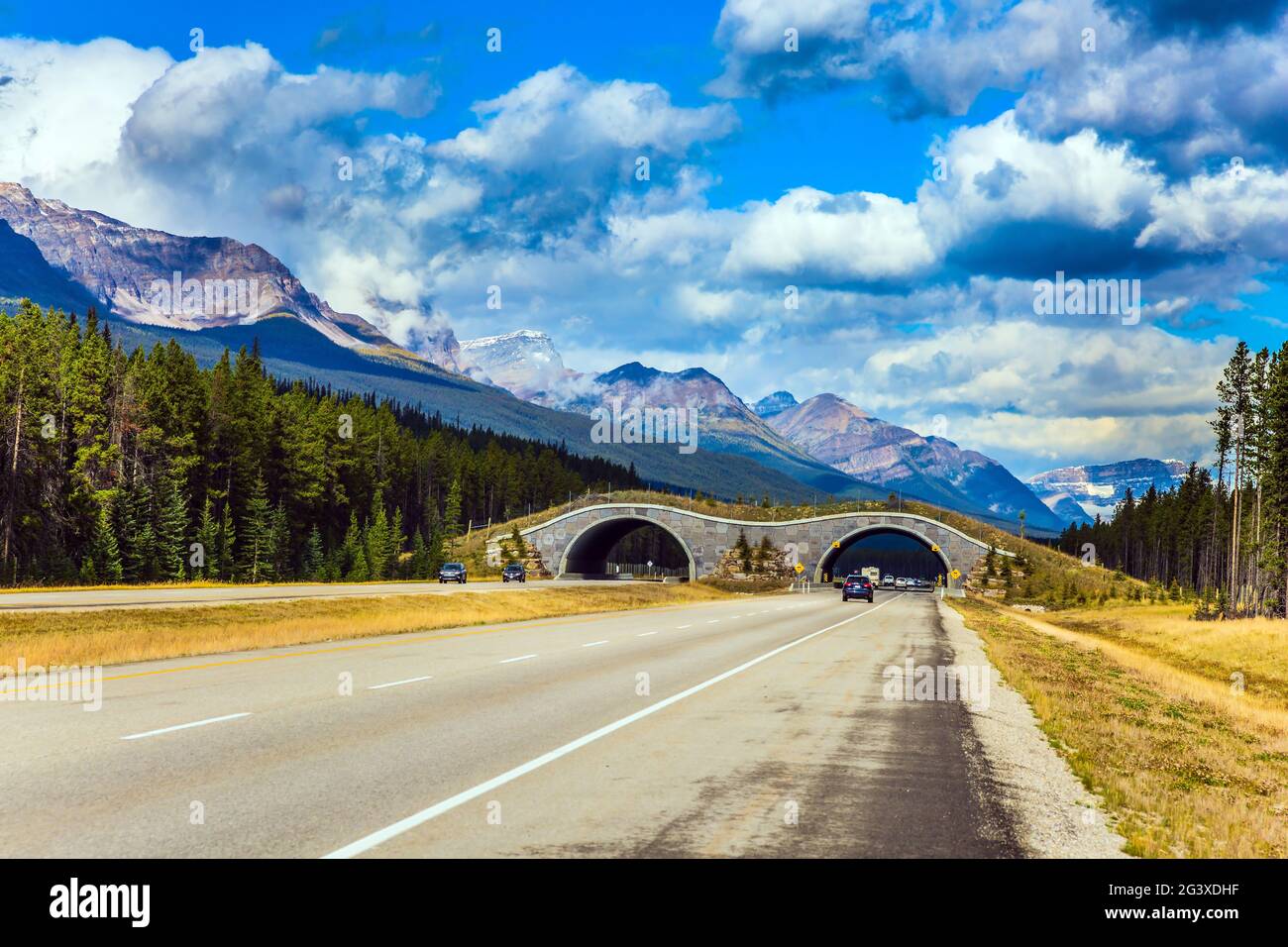 Bridge - crossing for animals across the road Stock Photo - Alamy