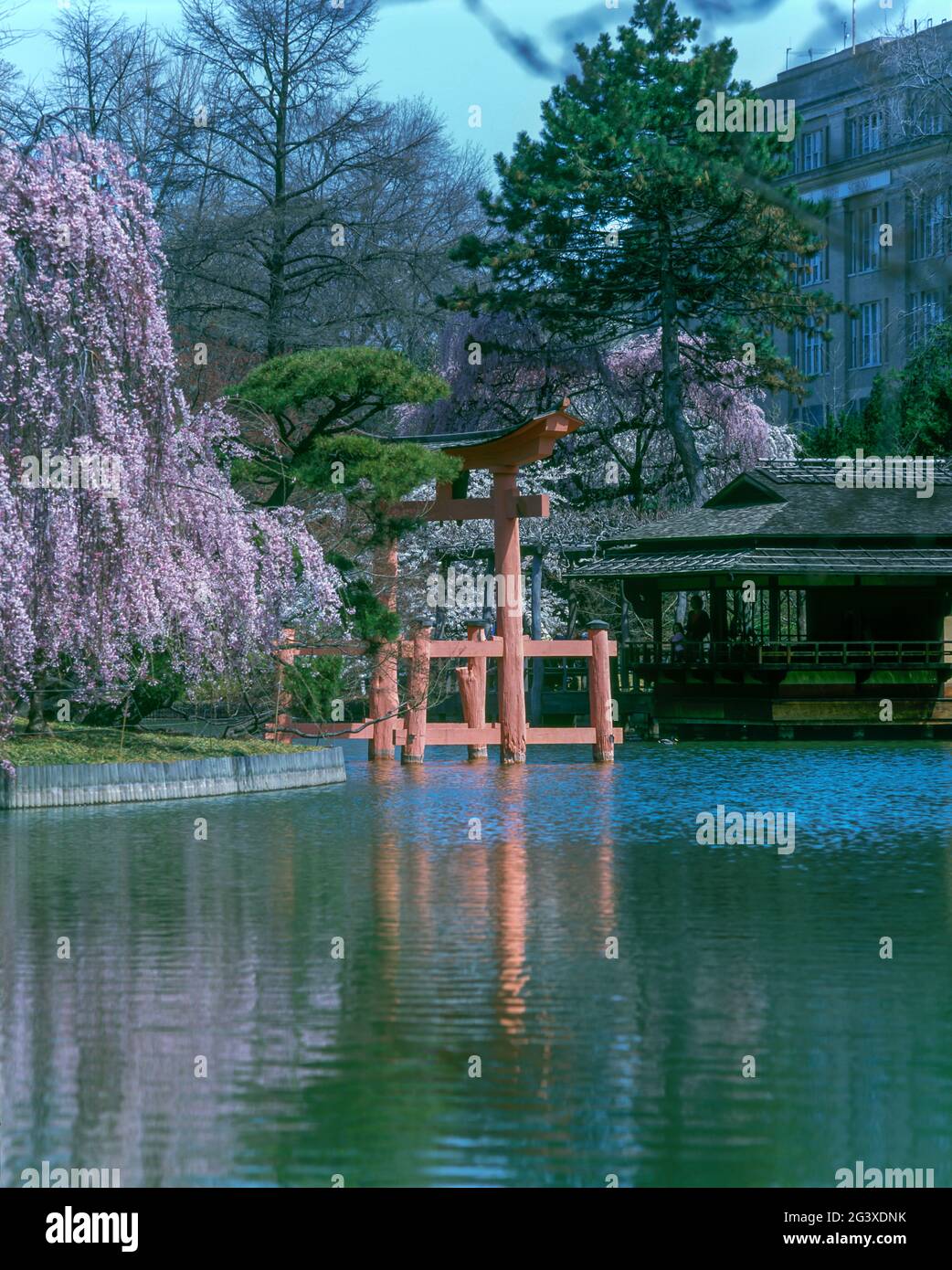 Tori gate cherry blossoms hi-res stock photography and images - Alamy