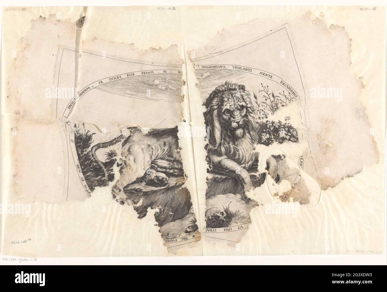 Lion. Oval presentation of a lion lying in a skull. To the show a Latin ...