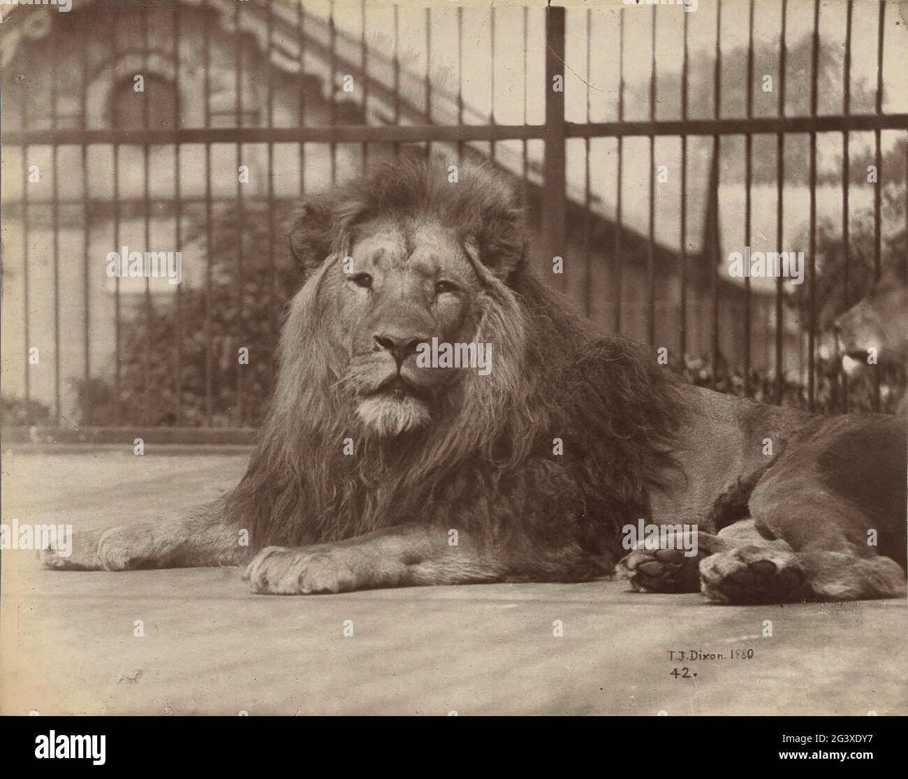 Lion in the London Zoo Stock Photo - Alamy