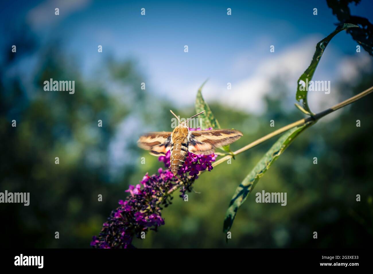 Bedstraw hawks Hyles gallii on the purple butterfly bush buddleja ...