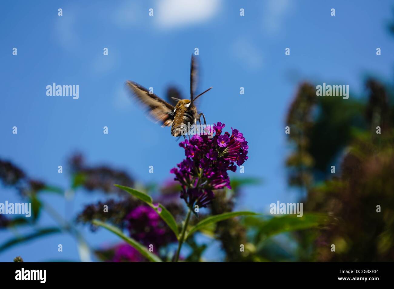 Bedstraw hawks Hyles gallii on the purple butterfly bush buddleja ...