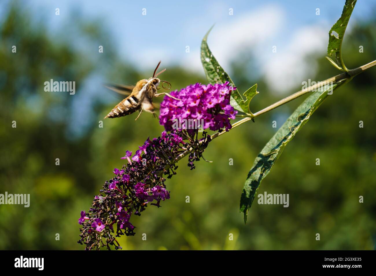 Bedstraw hawks Hyles gallii on the purple butterfly bush buddleja ...