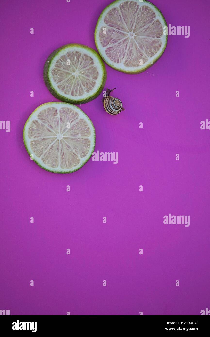 Striped garden snail (Cornu Aspersum) crawling next to slices of fresh ...