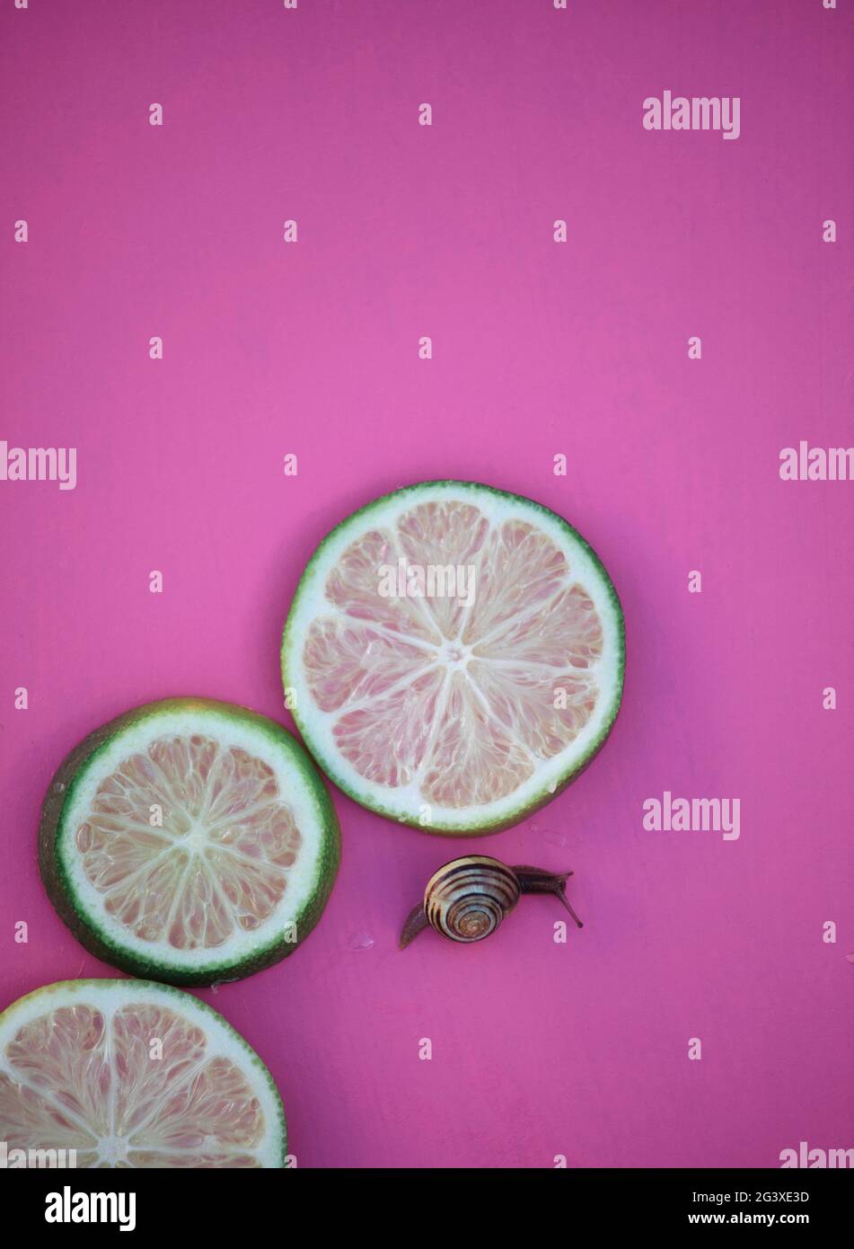 Striped garden snail (Cornu Aspersum) crawling next to slices of fresh ...