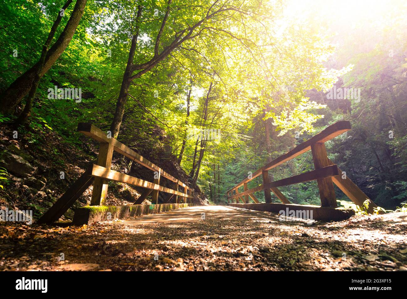 Idyllic forest scenery: Wooden bridge and footpath, green leaves and ...