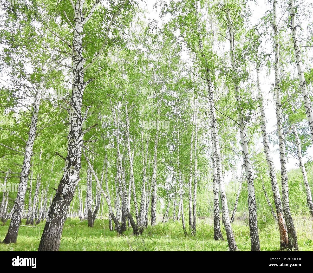 Spring birch forest Stock Photo - Alamy