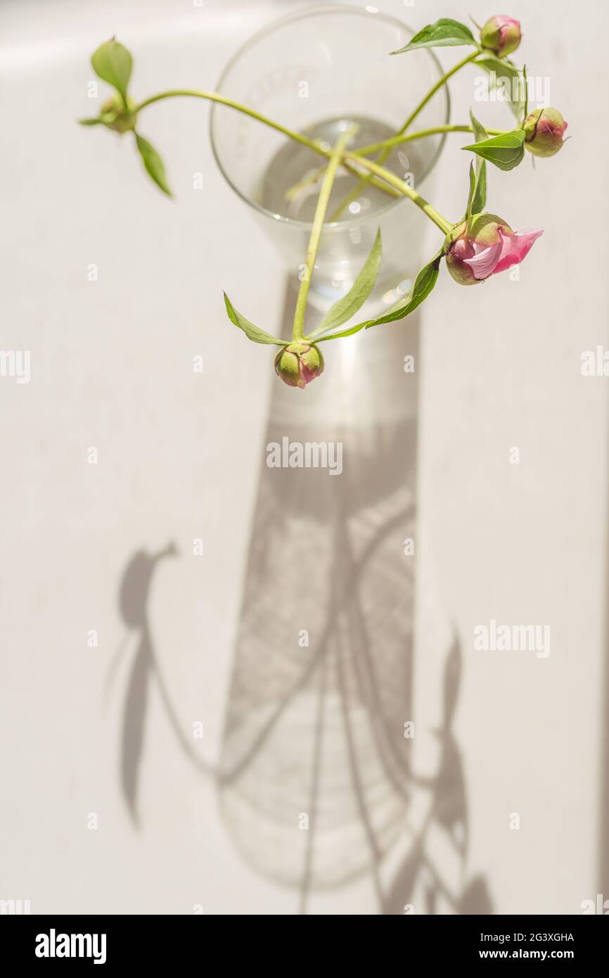 pink flowers in a glass reflect light and shadow Stock Photo - Alamy