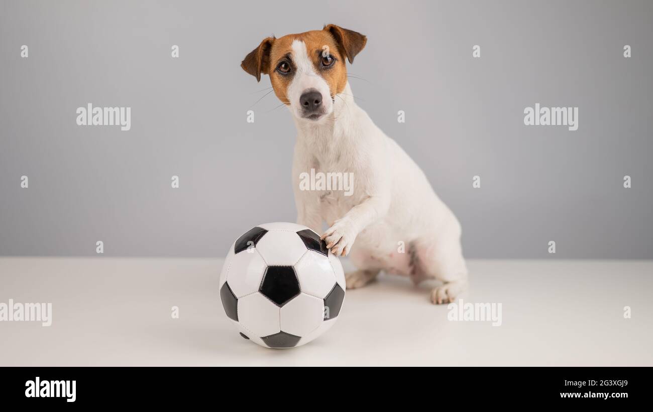 Jack russell terrier dog with soccer ball on white background Stock ...