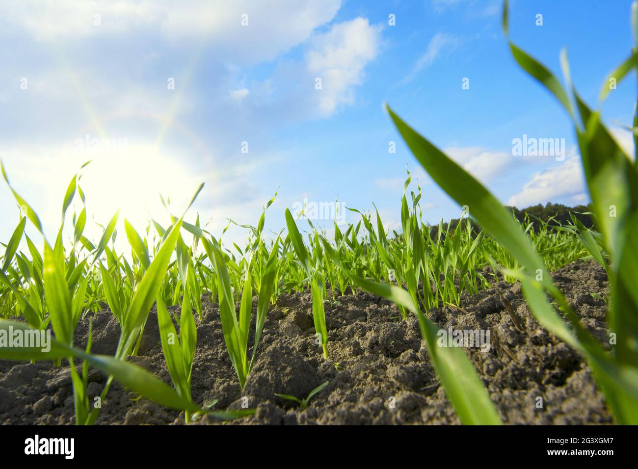 Wheat rising seed Stock Photo - Alamy