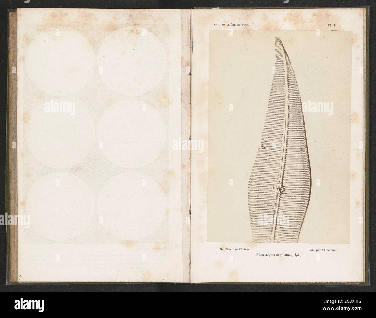 Micro recording of a pleurosigma angulatum; Pleurosigma Angulatum Stock ...