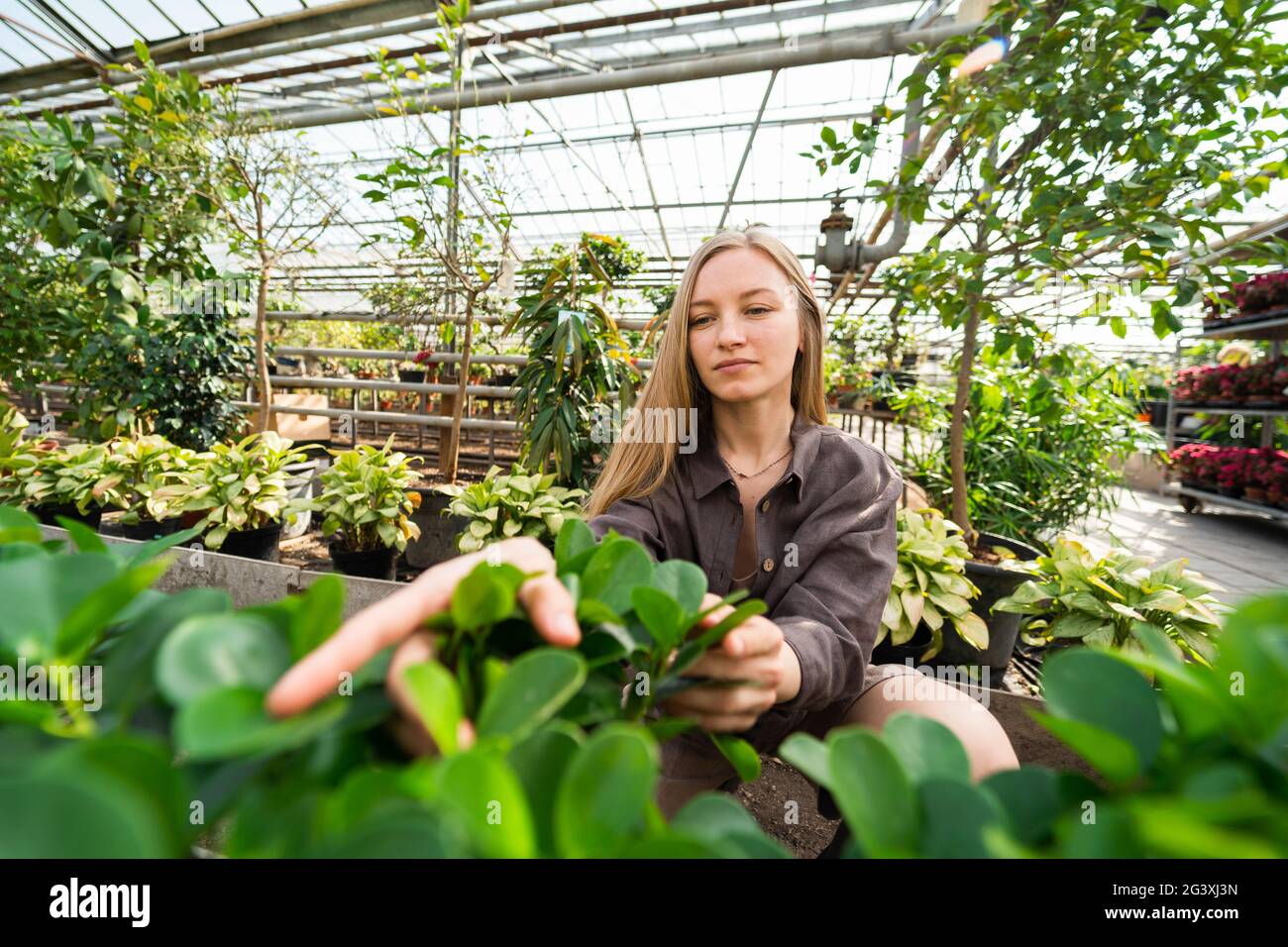 Caring for plants hi-res stock photography and images - Alamy