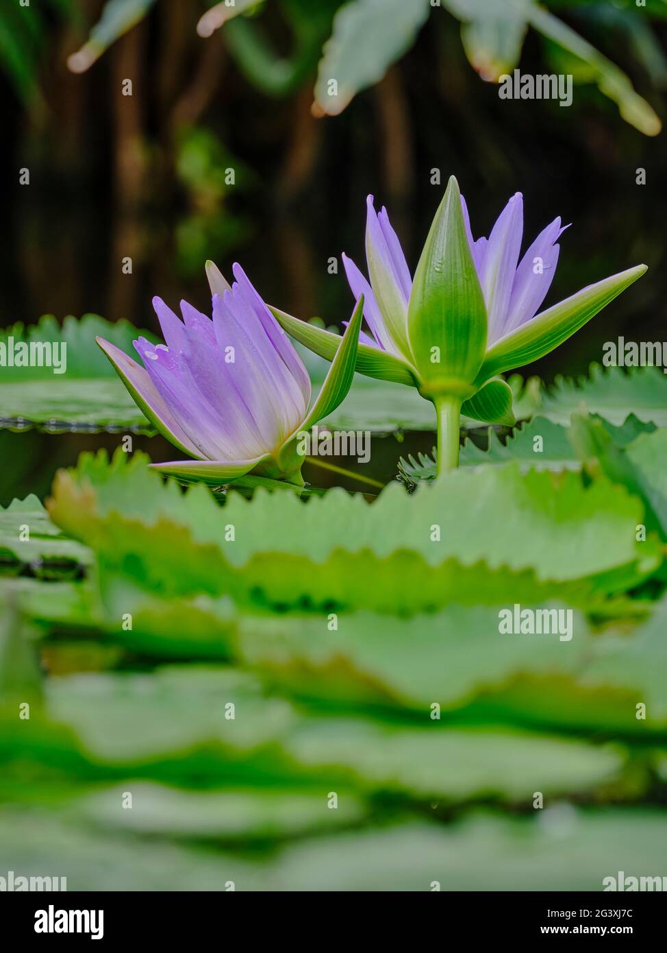 Water lily blue Nymphaea caerulea Stock Photo - Alamy