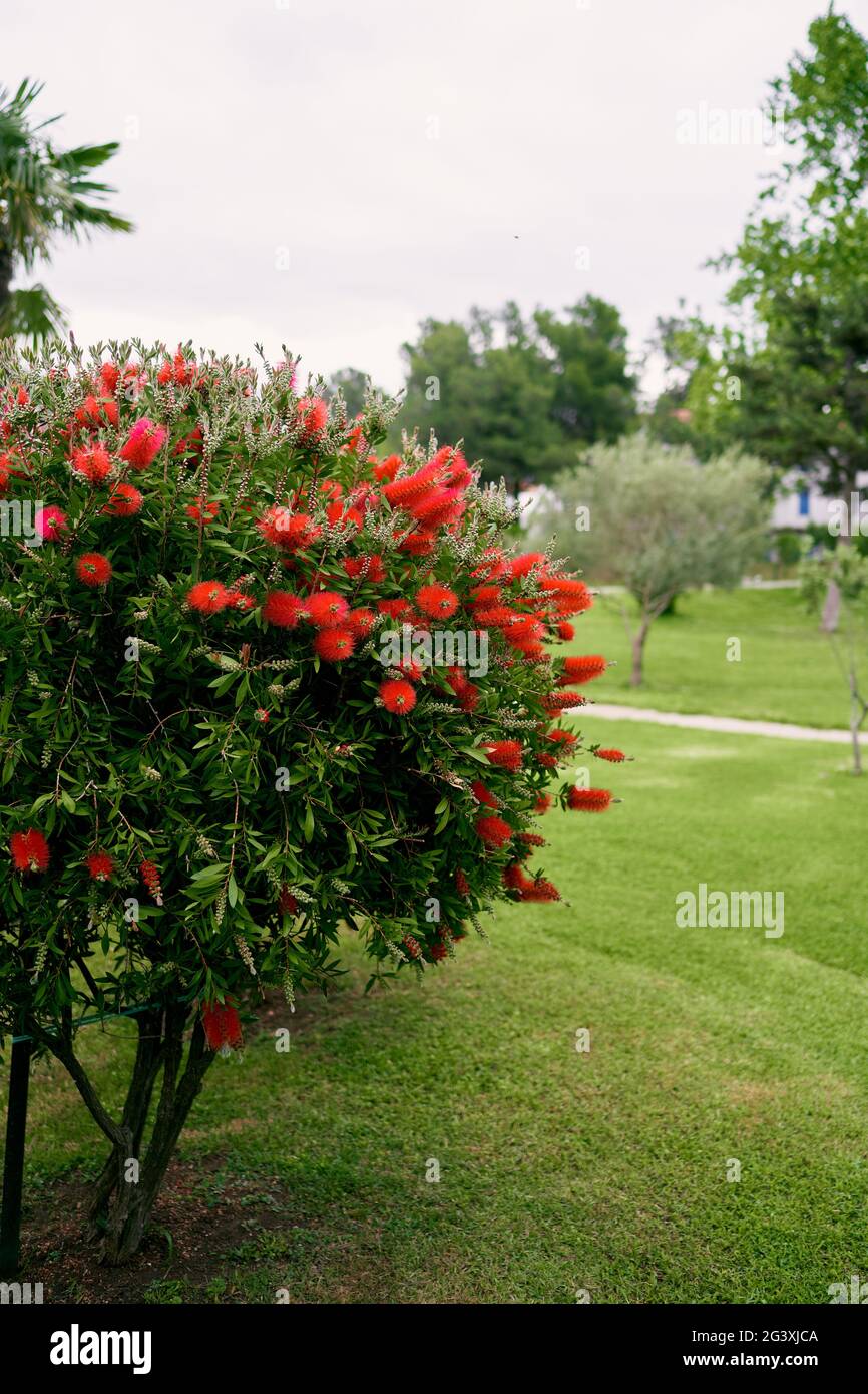 Beautiful manicured green callistemon bush with red flowers Stock Photo ...