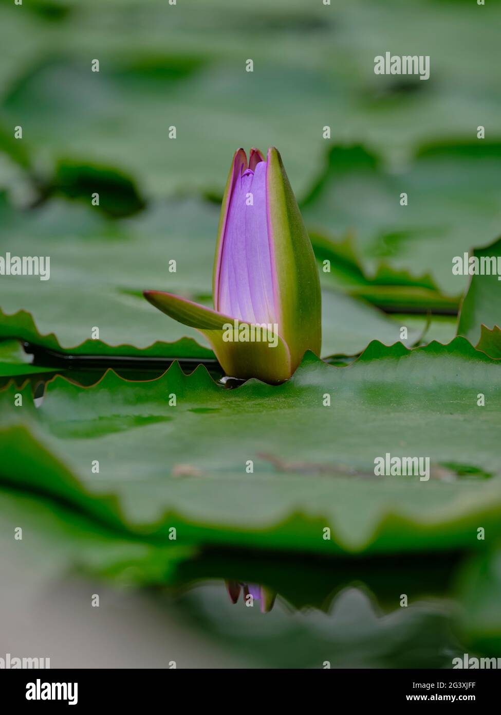 Nymphaea caerulea blue lily hi-res stock photography and images - Alamy
