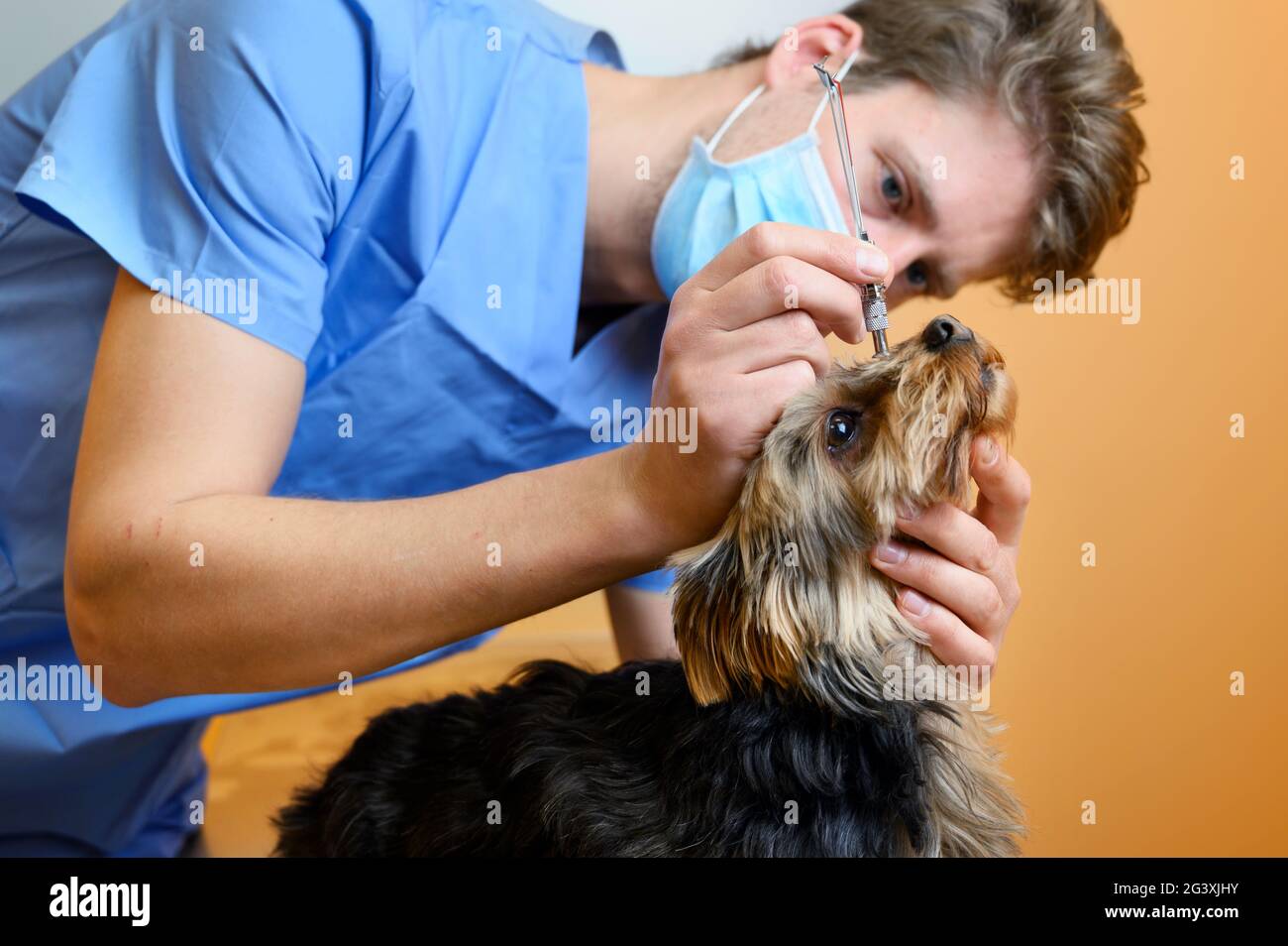 A veterinary ophthalmologist makes a medical procedure, examines a dog ...