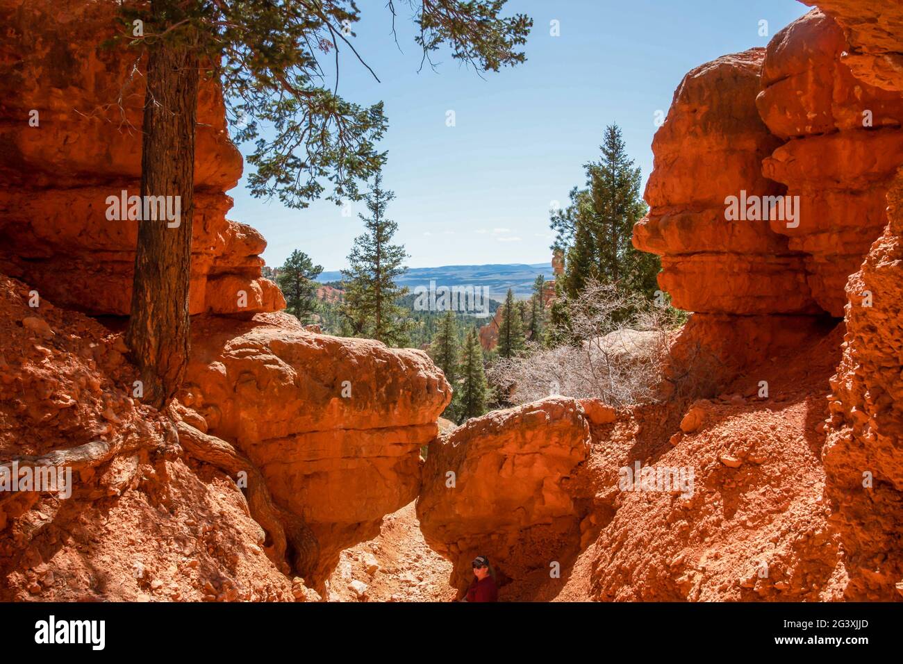 Overlooking forest mountains hi-res stock photography and images - Alamy