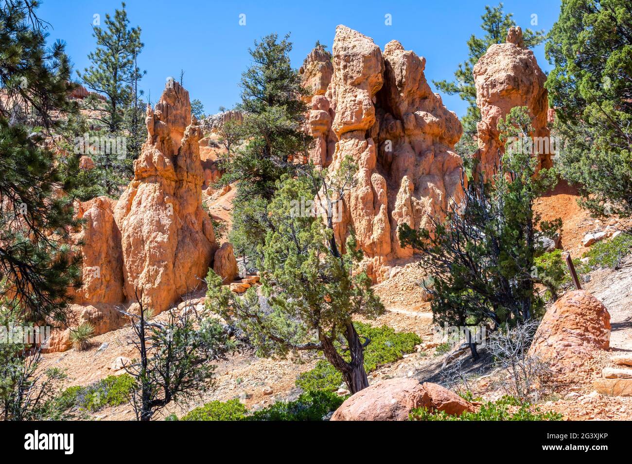 An overlooking view of nature in Dixie National Forest, Utah Stock ...