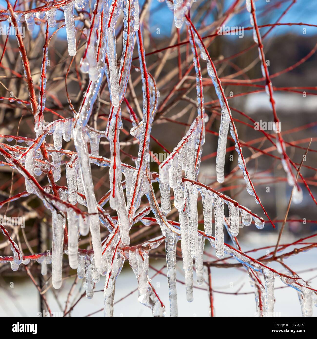 Ice tree branches hi-res stock photography and images - Alamy