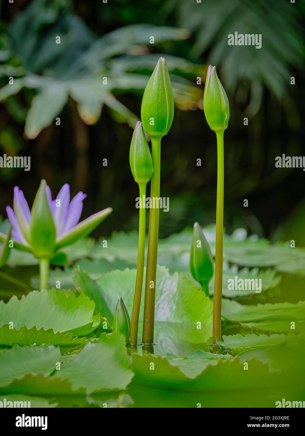 Water lily blue Nymphaea caerulea Stock Photo - Alamy