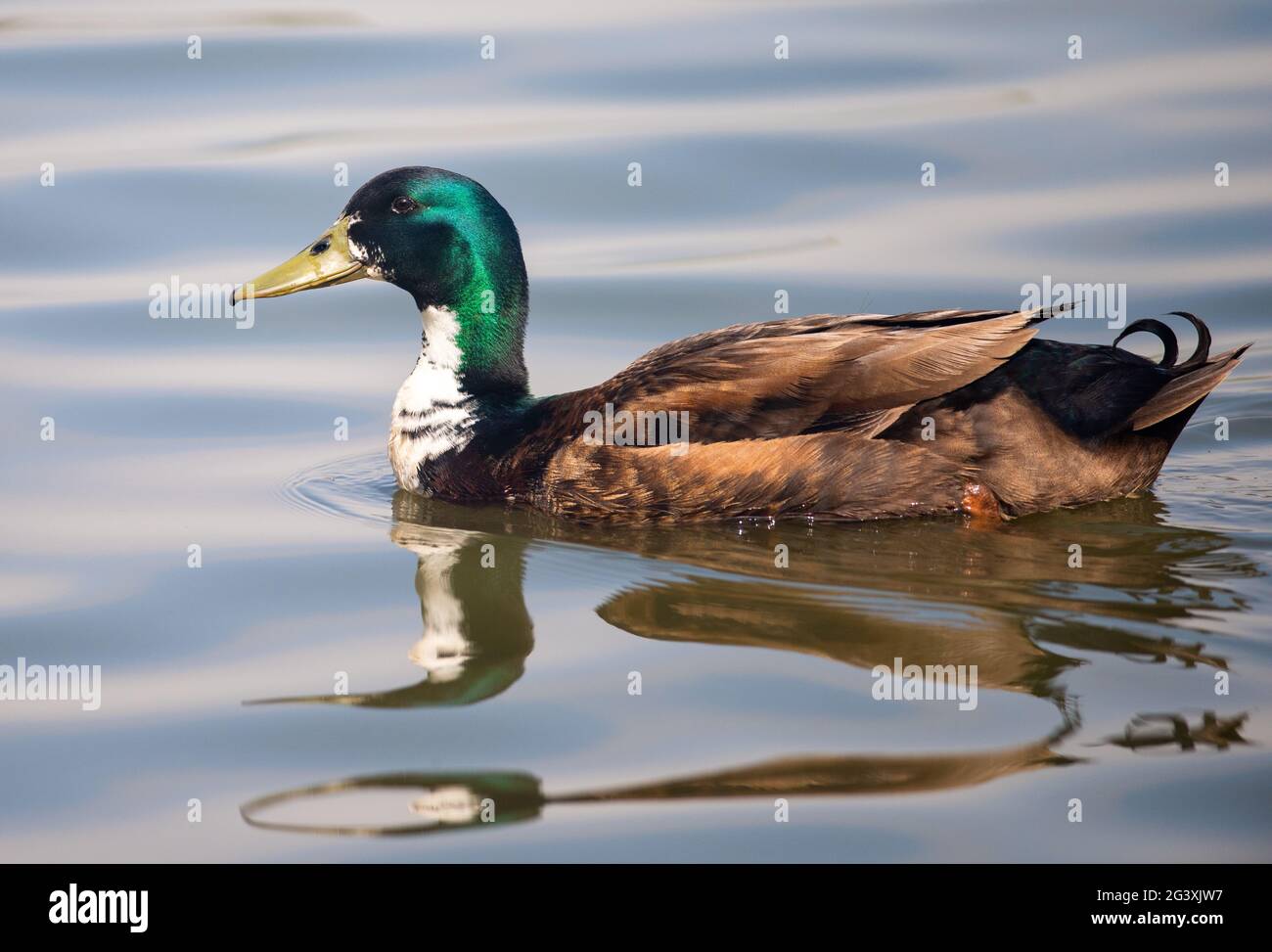 Mallard eye reflection hi-res stock photography and images - Alamy