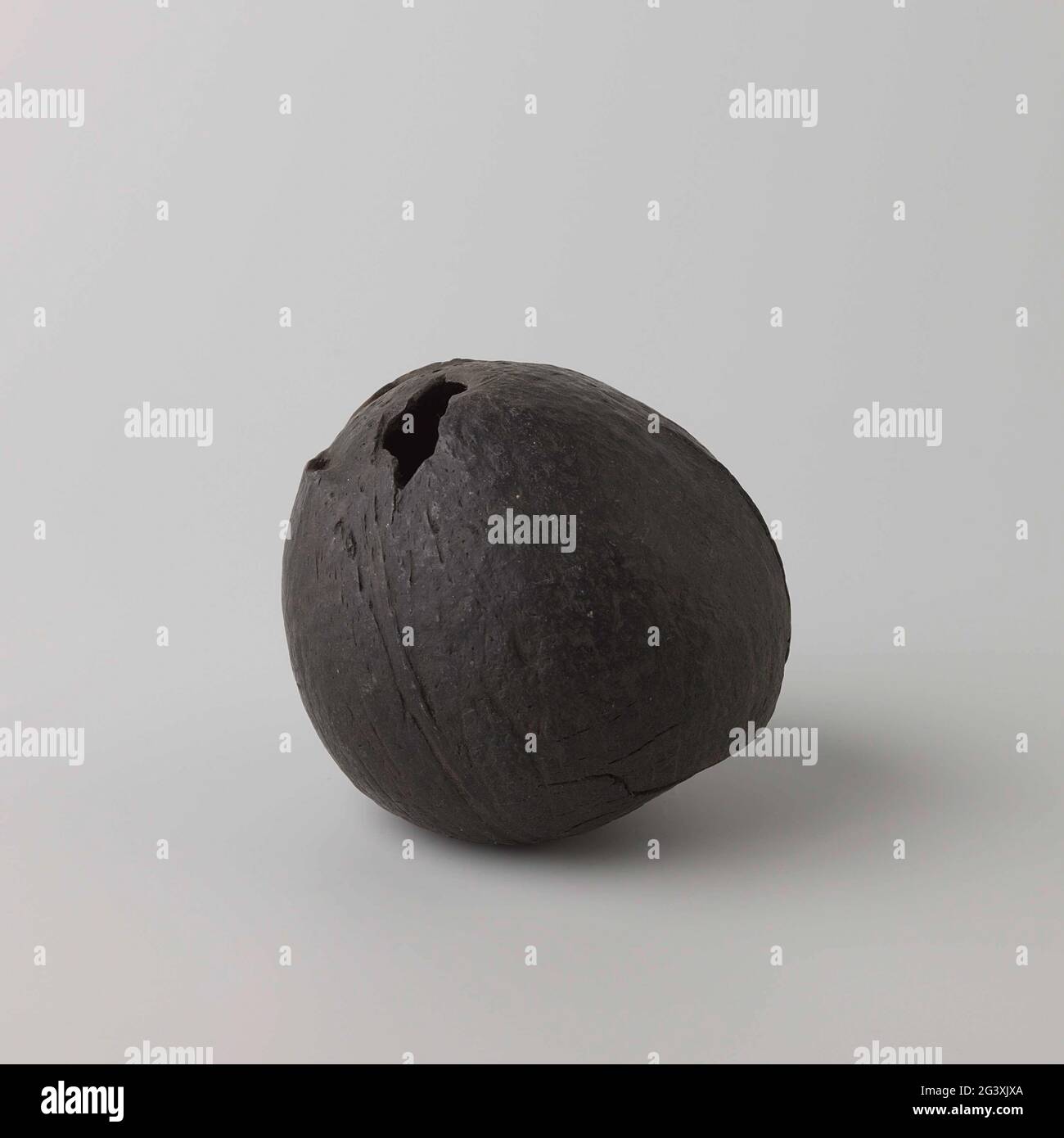 Coconut from v.o.c.-ship the 'white lion'. Coconut from v.o.c.-ship the ...
