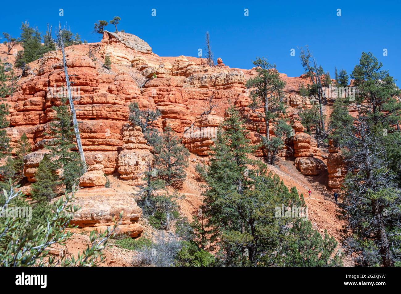 Breathtaking view of forest hi-res stock photography and images - Alamy