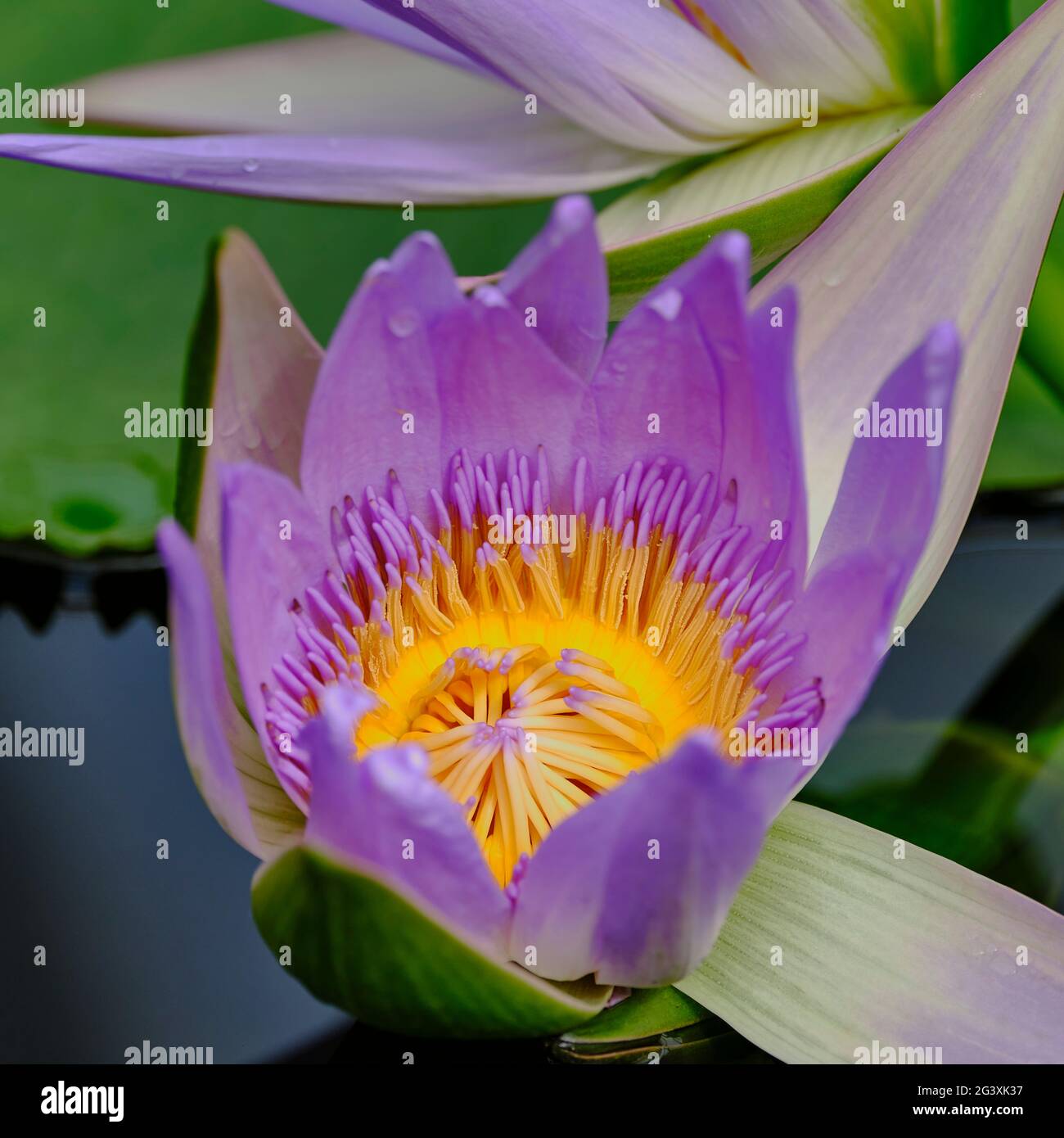 Water lily blue Nymphaea caerulea Stock Photo - Alamy