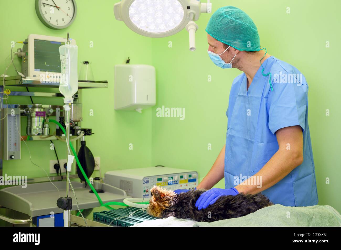 Veterinarian working in surgery room Stock Photo - Alamy