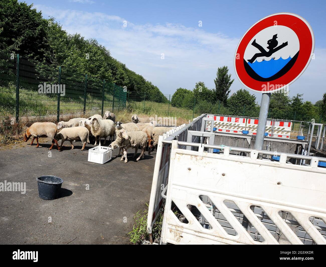 Sheep on a motorway hi-res stock photography and images - Alamy
