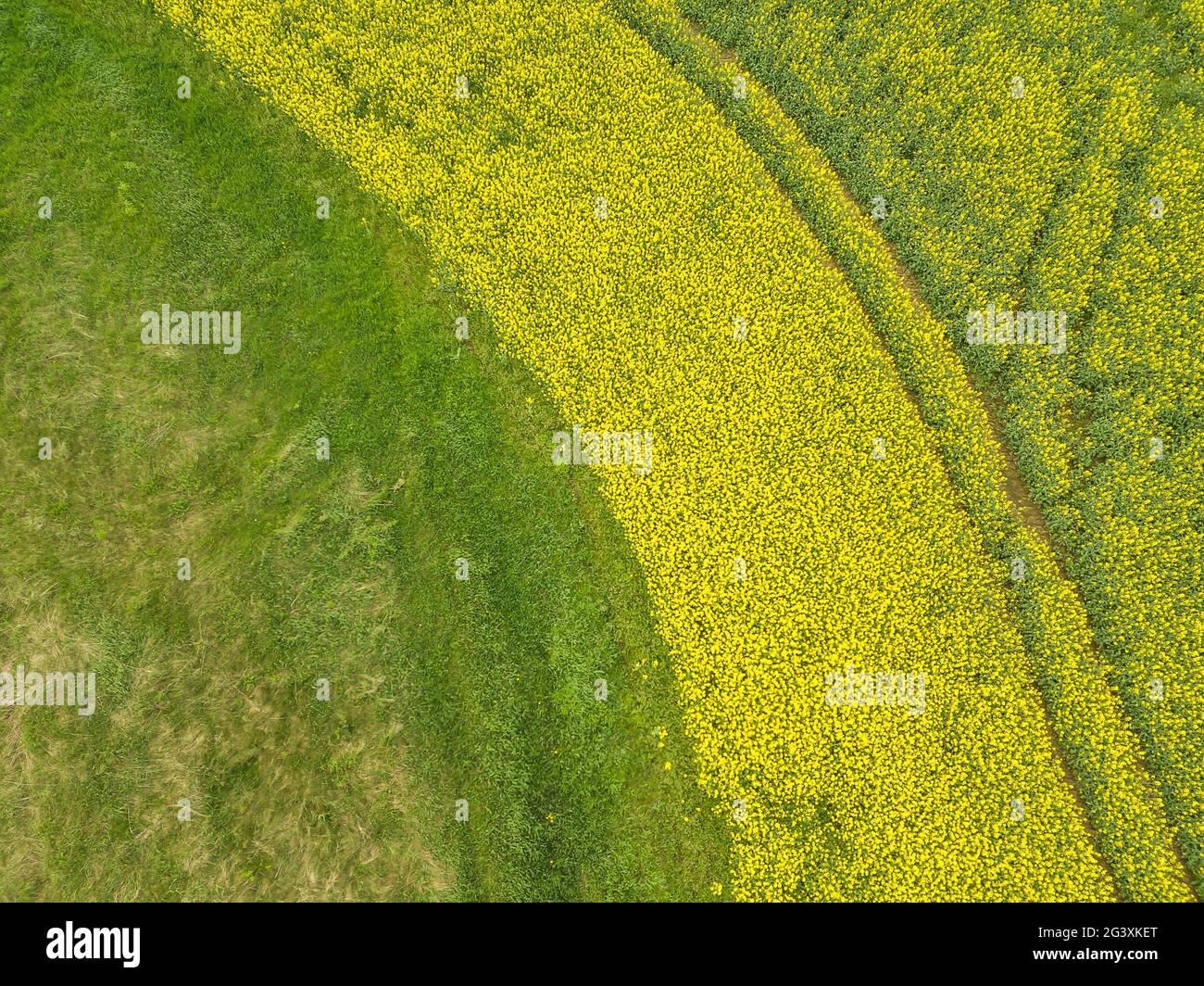 Aerial view of a part of a rapeseed field and green grass Stock Photo ...