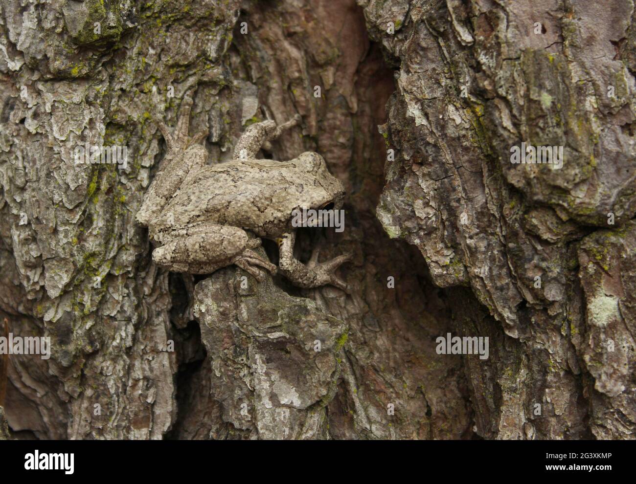 Gray Tree Frog Hyla chrysoscelis on pine tree in Eastern Texas Stock ...
