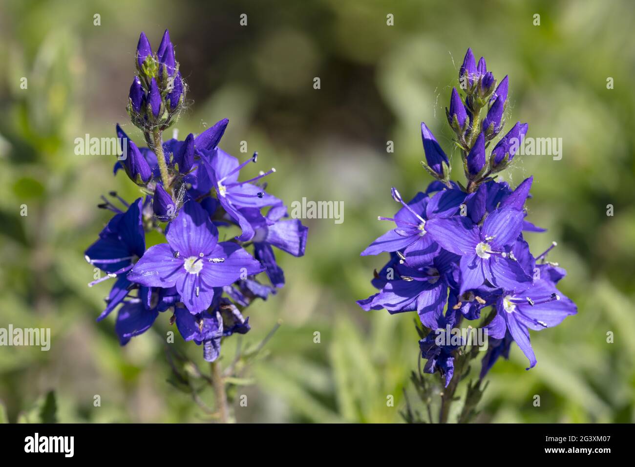 Veronica rose hi-res stock photography and images - Alamy