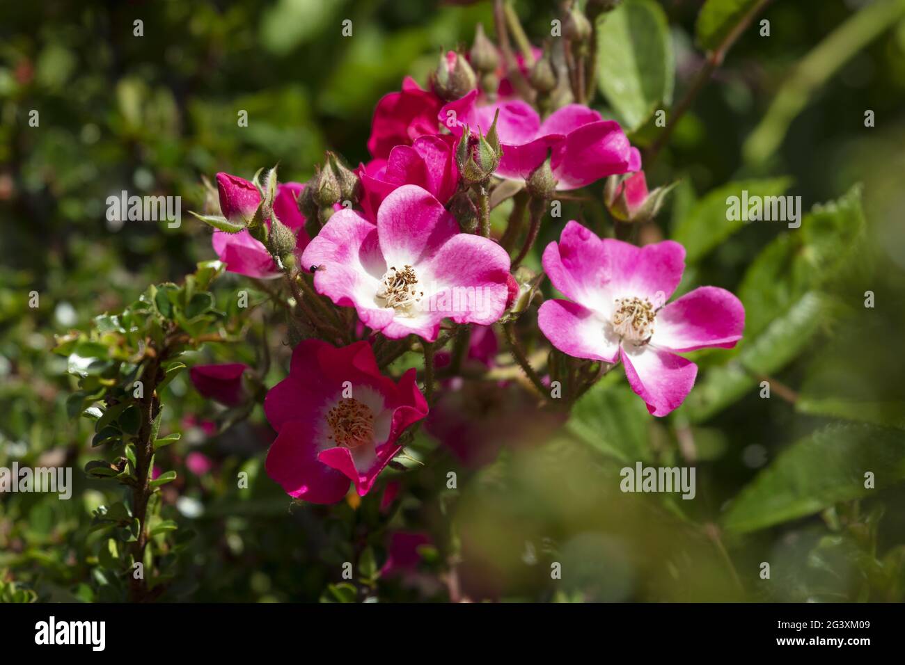 Blossom Alpine rose Stock Photo - Alamy