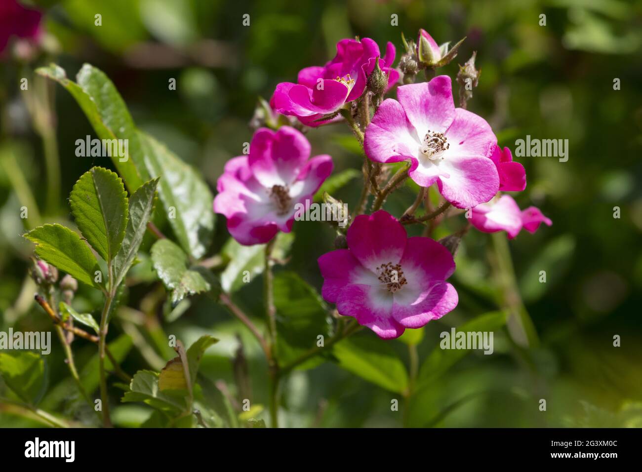 Alpine rose hi-res stock photography and images - Alamy