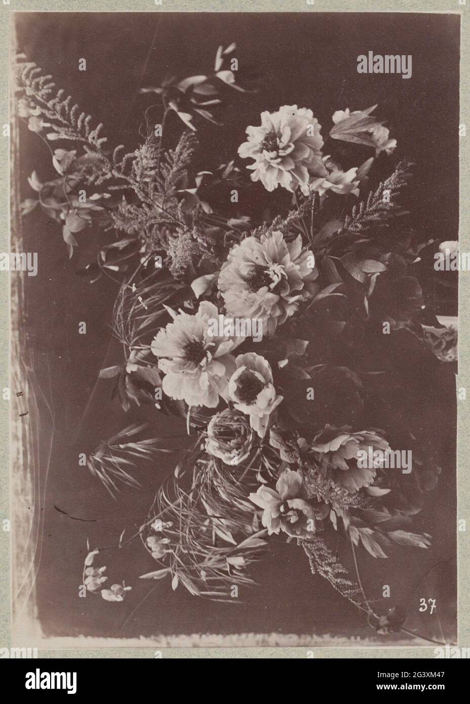 Flower study. Part of collective tape with photos of flower studies ...