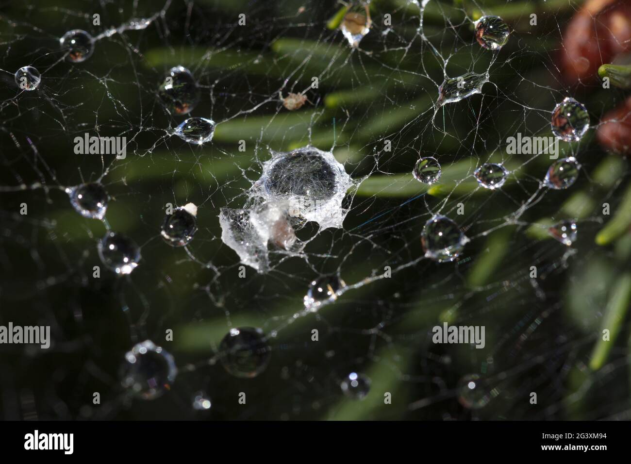 Cobweb with water drop Stock Photo - Alamy