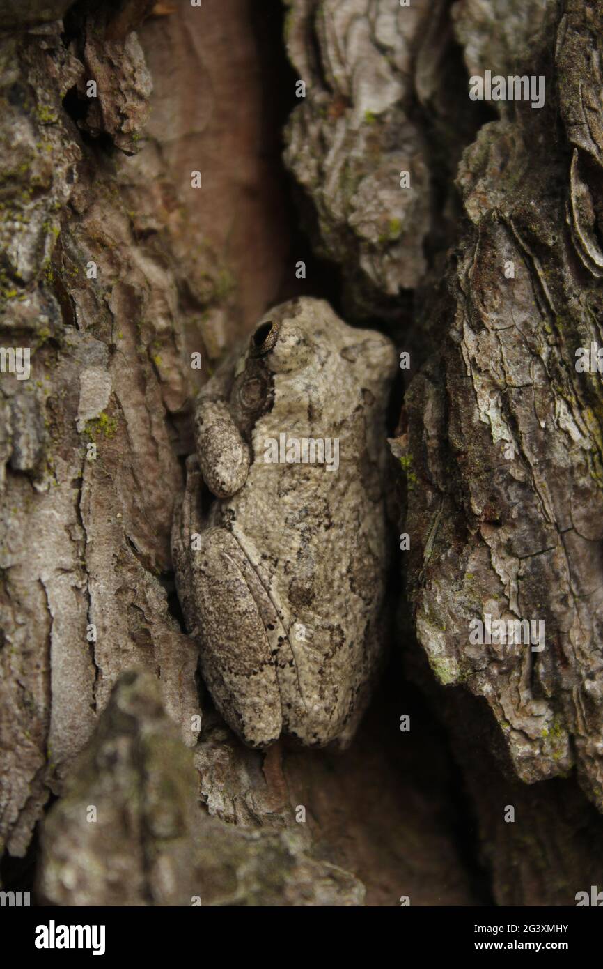 Gray Tree Frog Hyla chrysoscelis on pine tree in Eastern Texas Stock ...