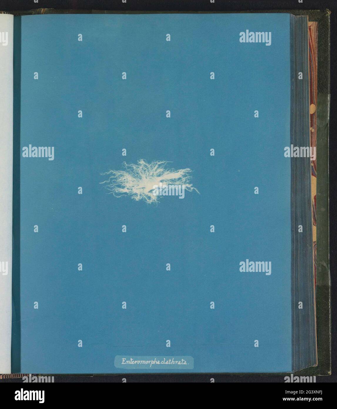 Enteromorpha clathrata hi-res stock photography and images - Alamy