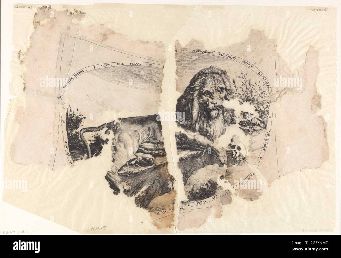 Lion. Oval presentation of a lion lying in a skull. To the show a Latin ...